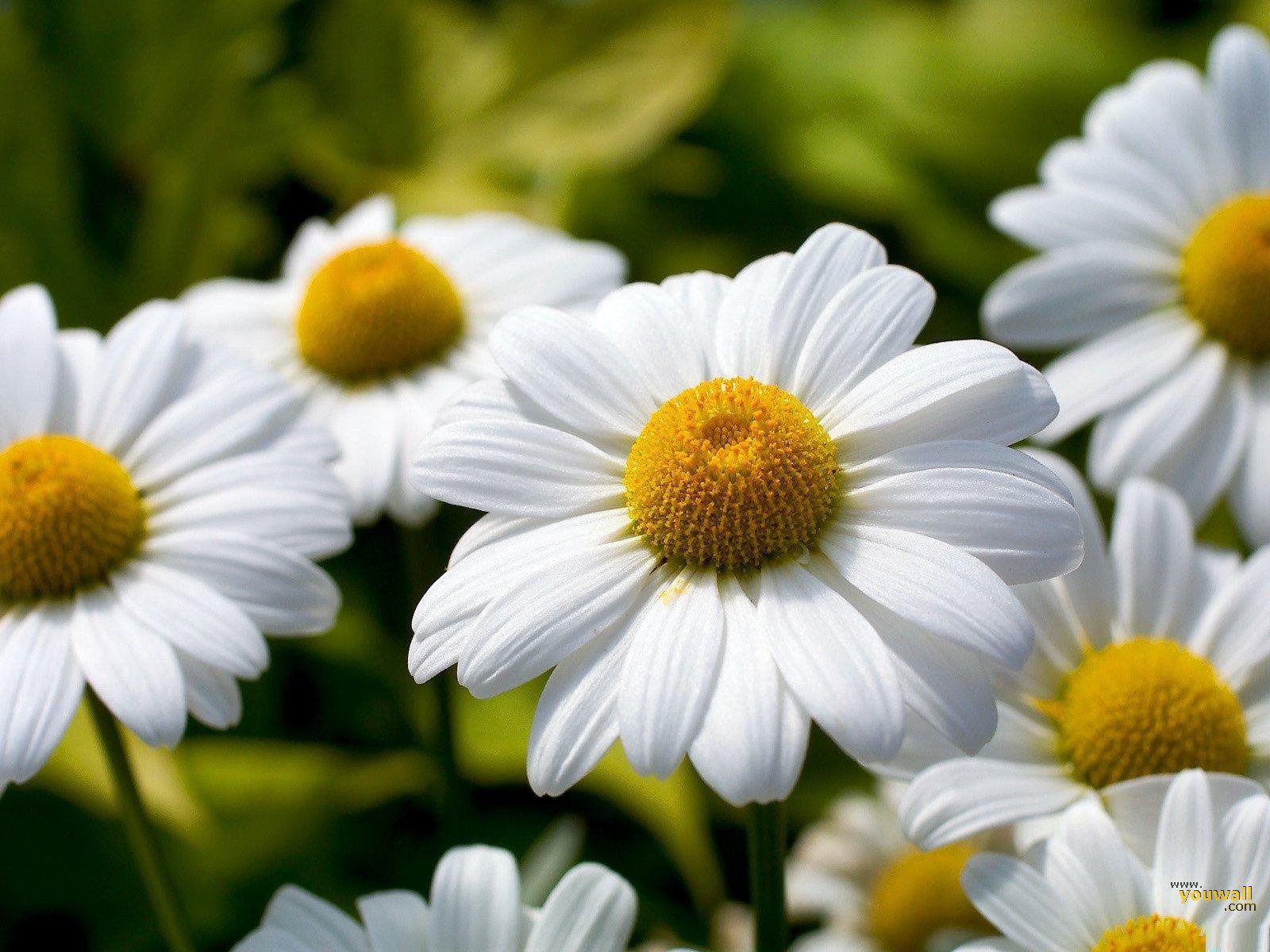 Pushing Up Daisies pushing-up-daisies