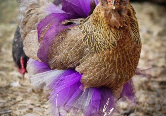 Brilliant Christmas Gifts for Stylish Chickens - Greenmoxie™