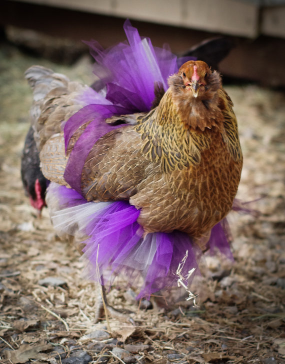 Brilliant Christmas Gifts for Stylish Chickens
