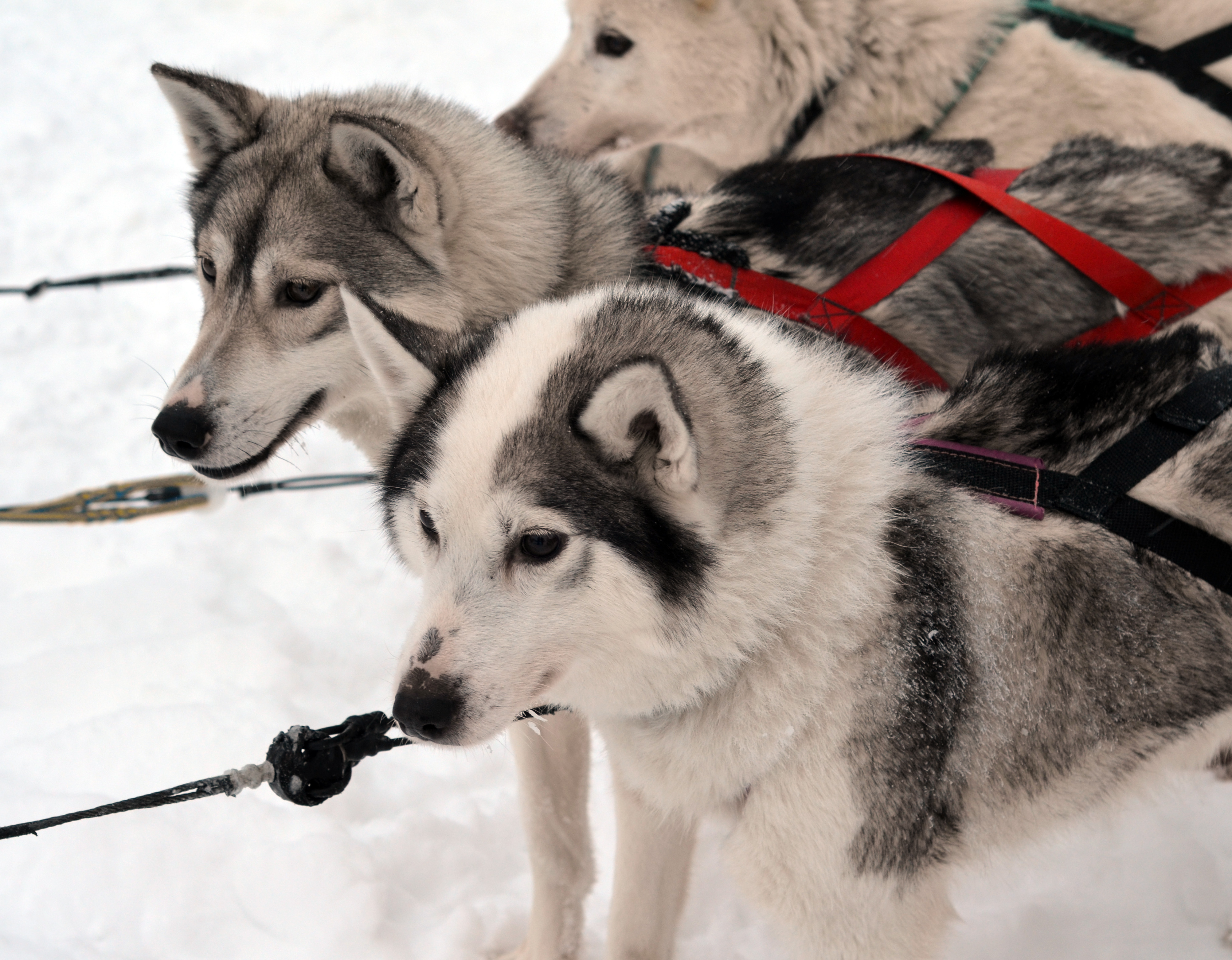 Adventure Travel in Finnish Lapland