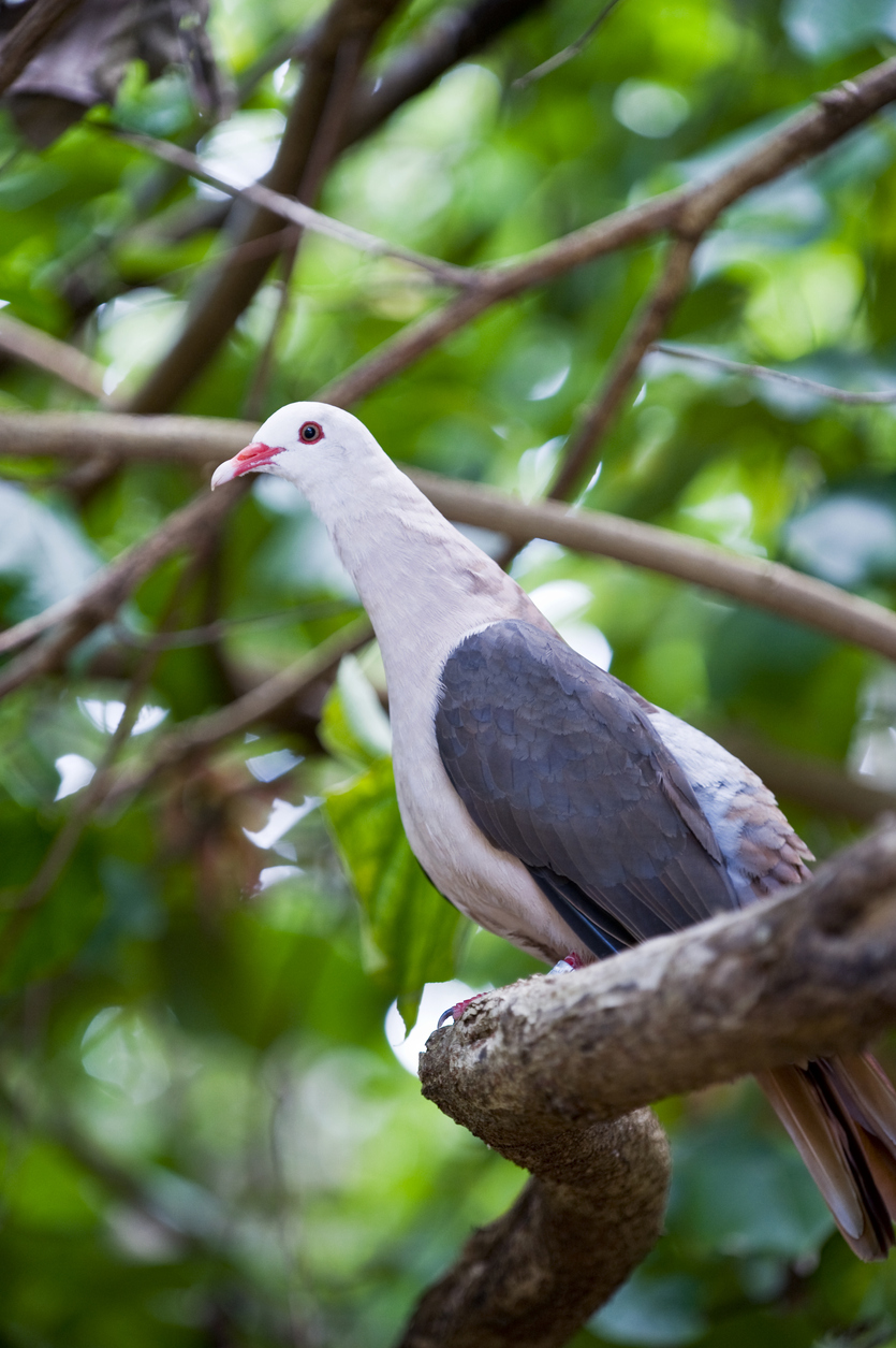 Mauritius Pink Pigeon